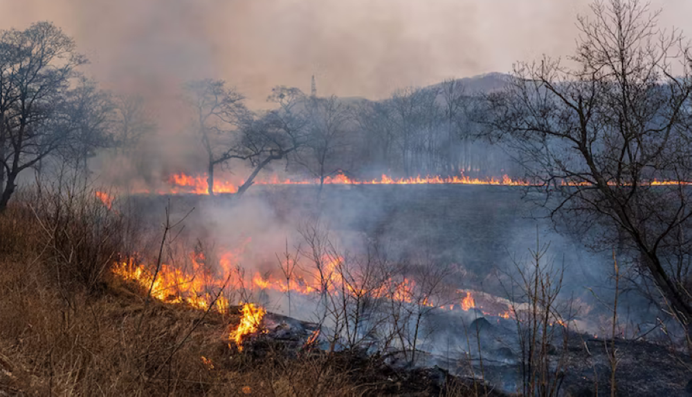 Estudio revela que humo de los incendios forestales parece erosionar la ...