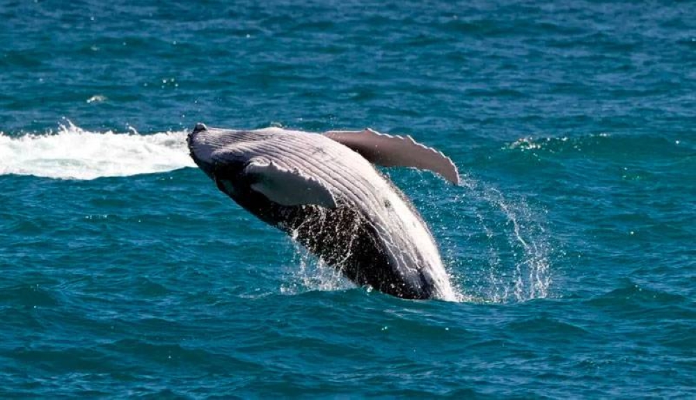 Ballenas grises del Pacífico han menguado un 13% en lo que va de siglo