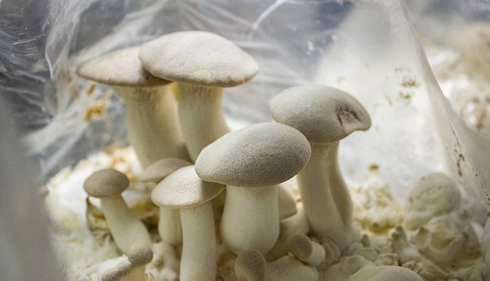 En Comasagua se cultivan hongos considerados manjares en el arte culinario